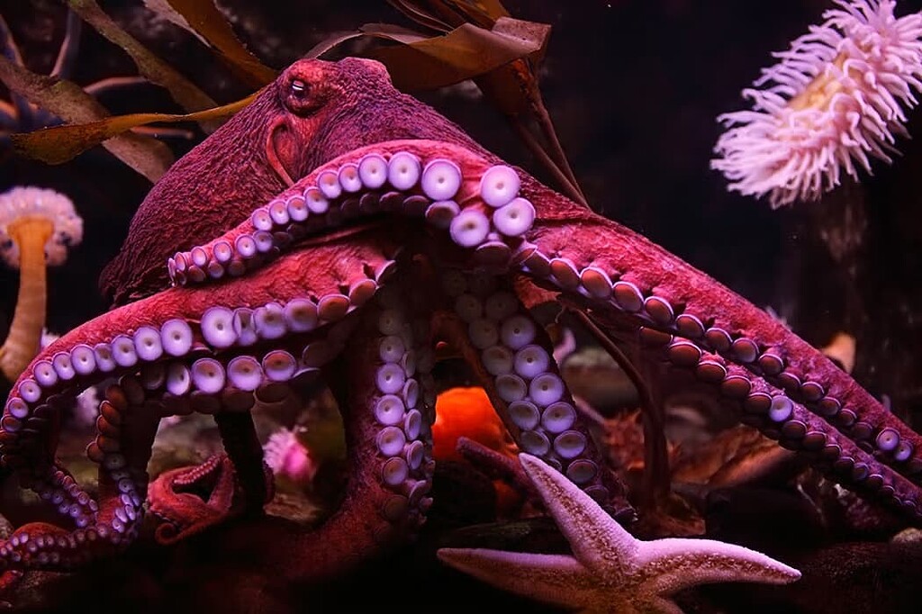 Level1 Cephalopods - We like bonding and tentacles --- Everything Cluster: Ceph, Gluster, Lustre ...
